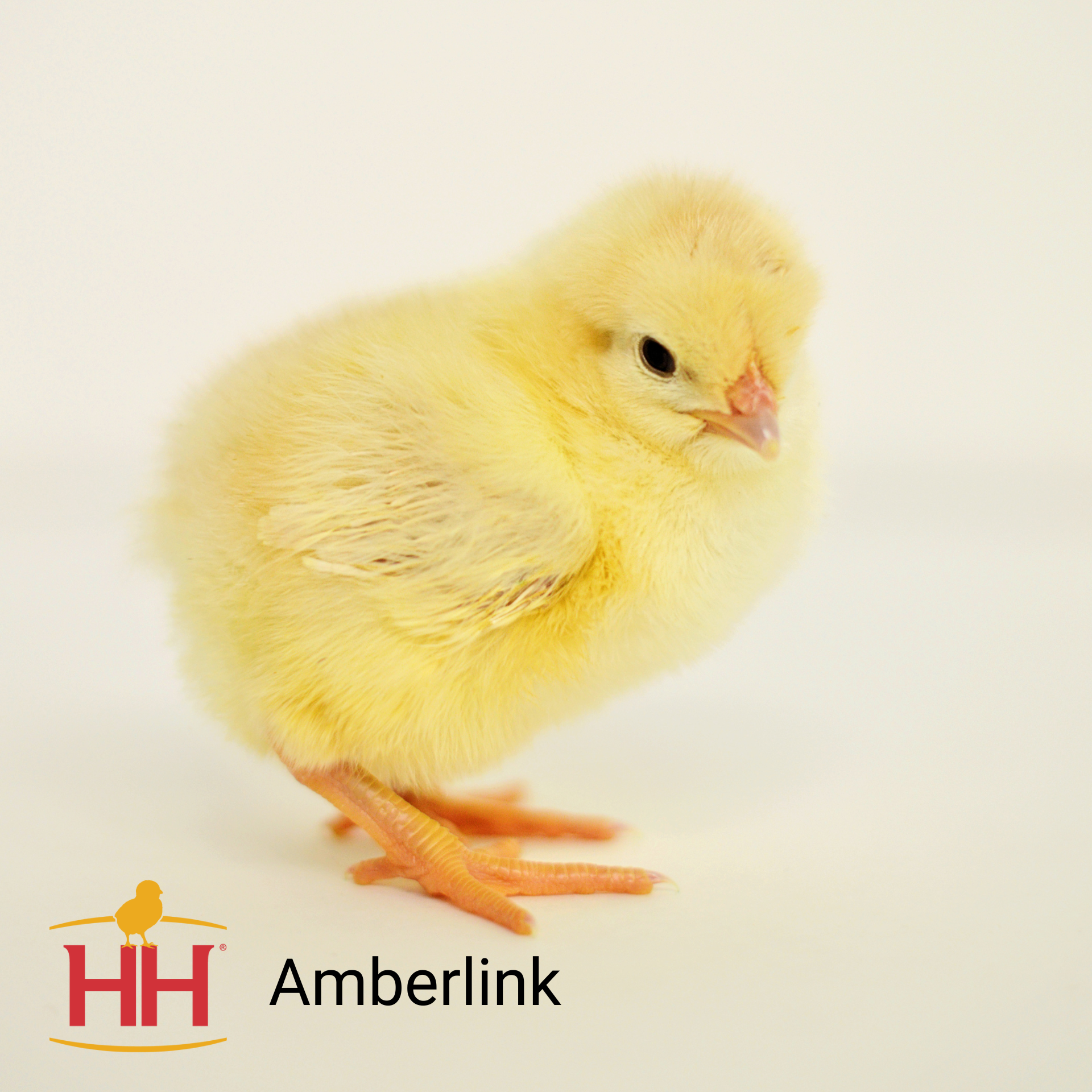 Amberlink | Hoover's Hatchery