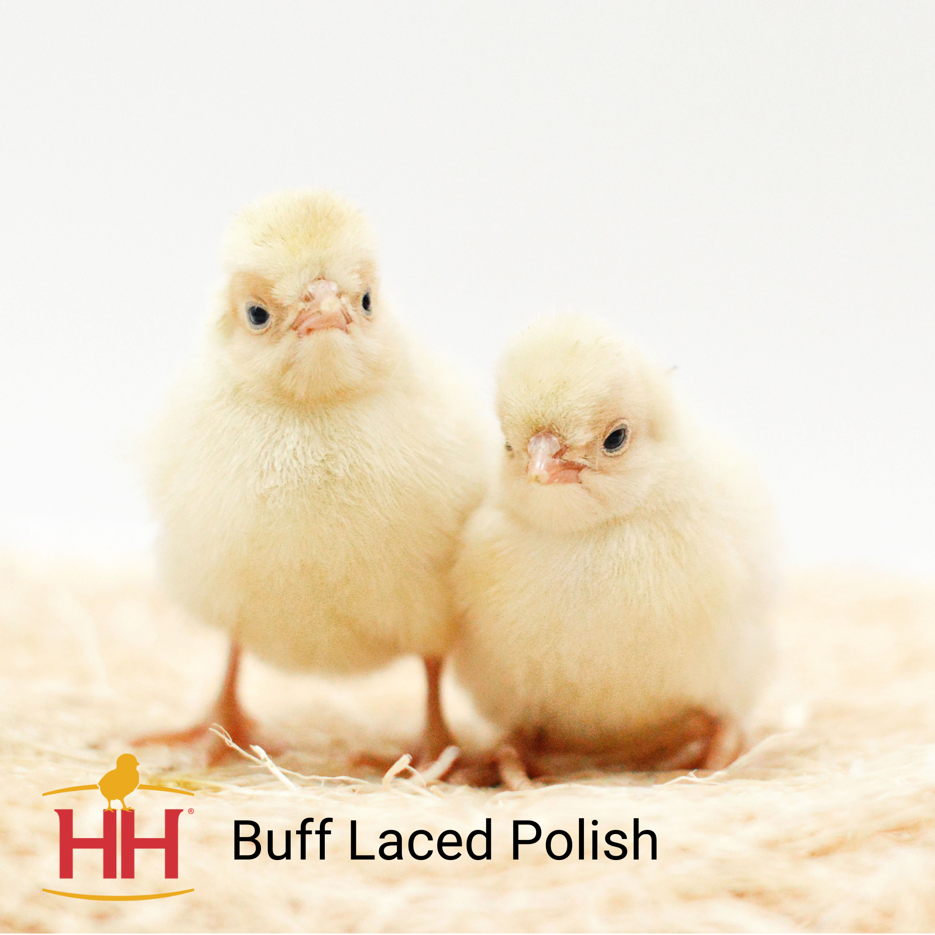 Buff Laced Polish | Hoover's Hatchery