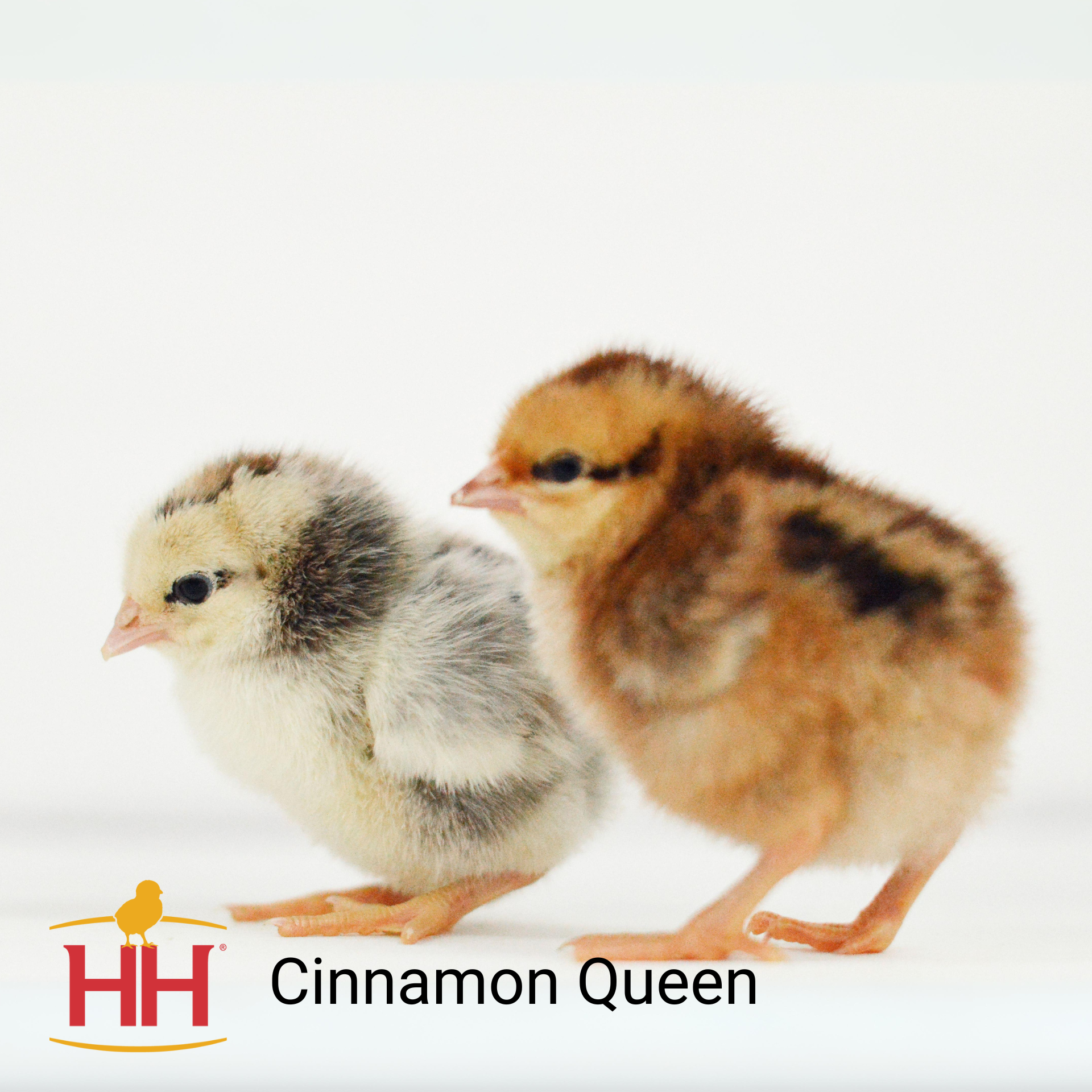 Cinnamon Queen | Hoover's Hatchery