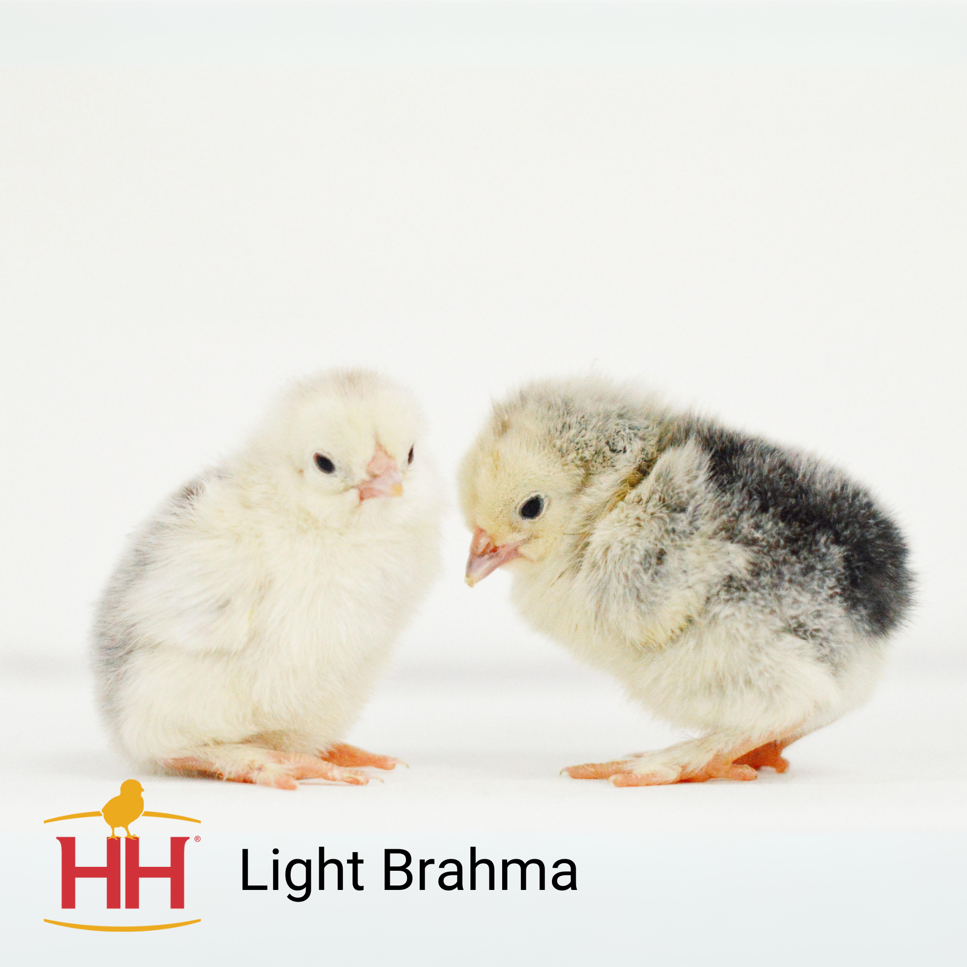 Light Brahma | Hoover's Hatchery