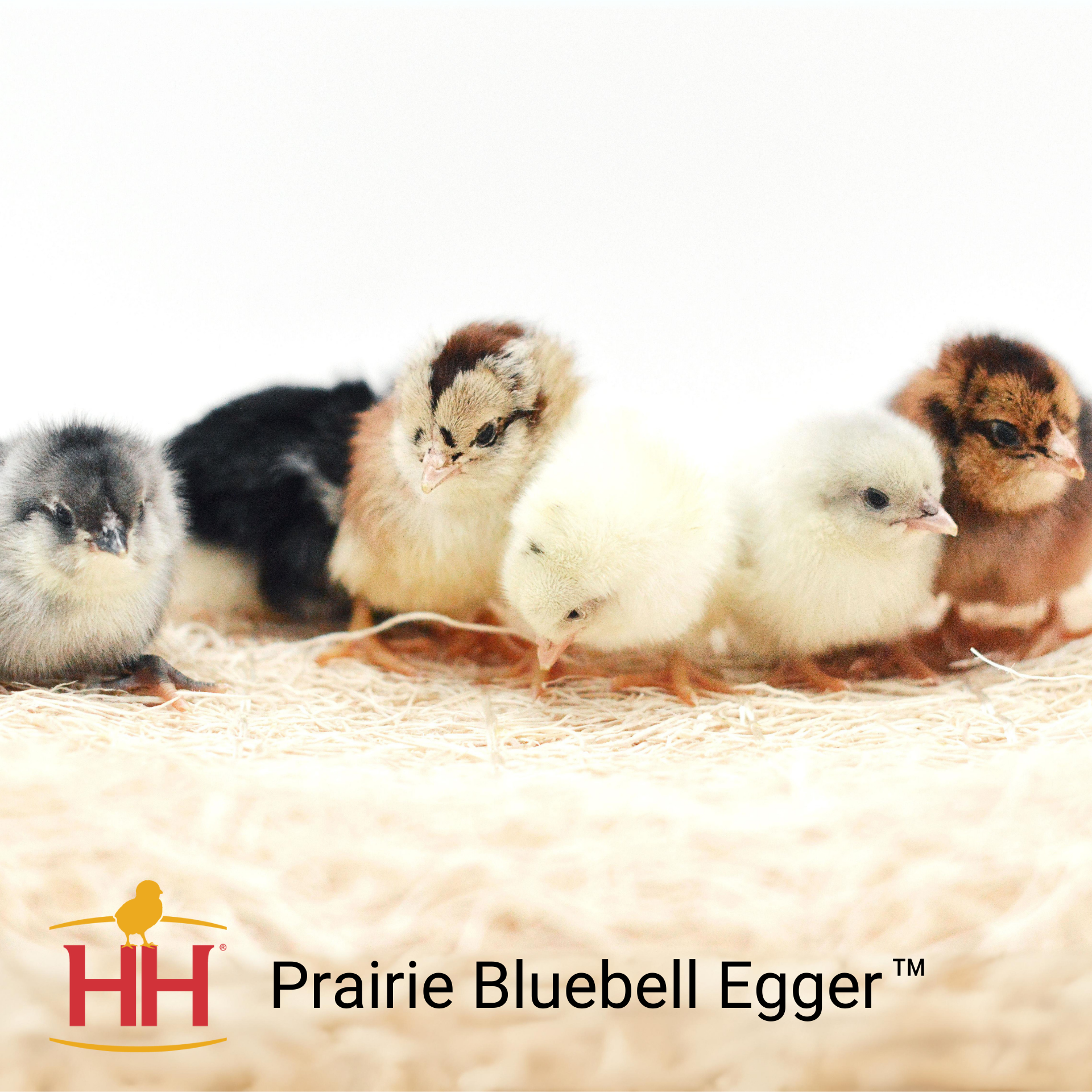 Prairie Bluebell Egger | Hoover's Hatchery