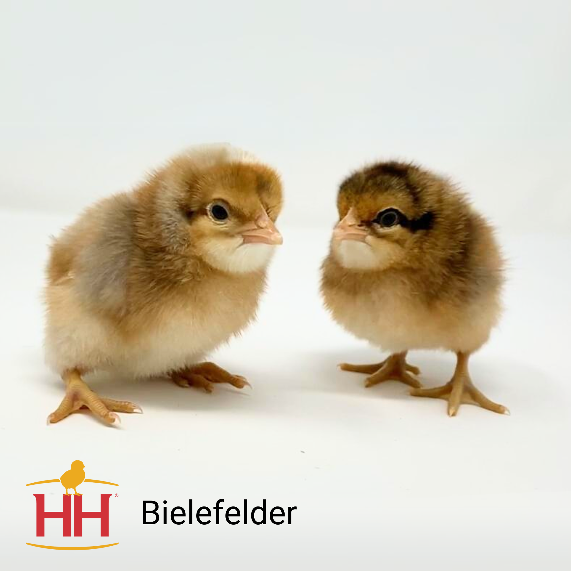 Bielefelder | Hoover's Hatchery