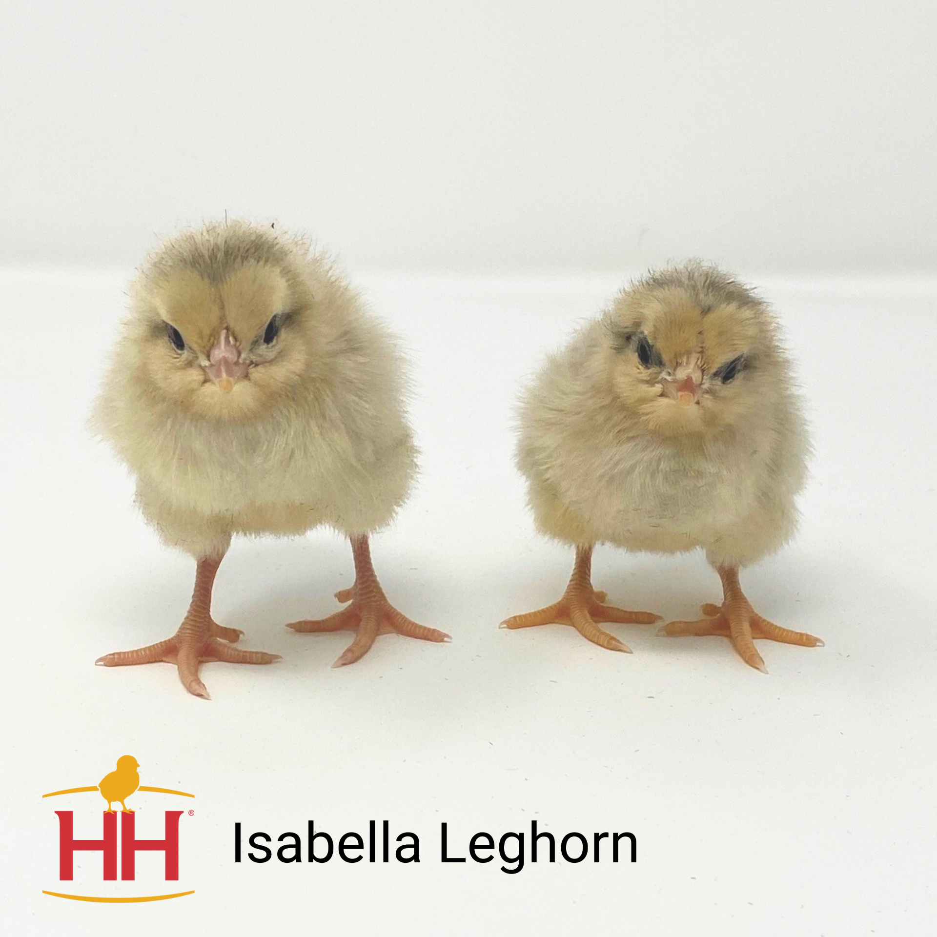 Isabella Leghorn | Hoover's Hatchery