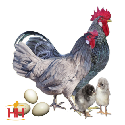 Privett Rare Breeds | Hoover's Hatchery