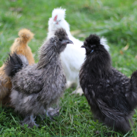 Bantams | Hoover's Hatchery