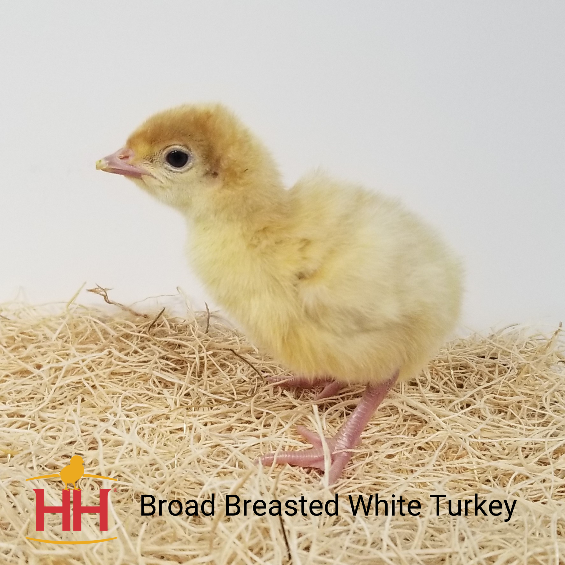 Broad Breasted White Turkey- Straight Run | Hoover's Hatchery