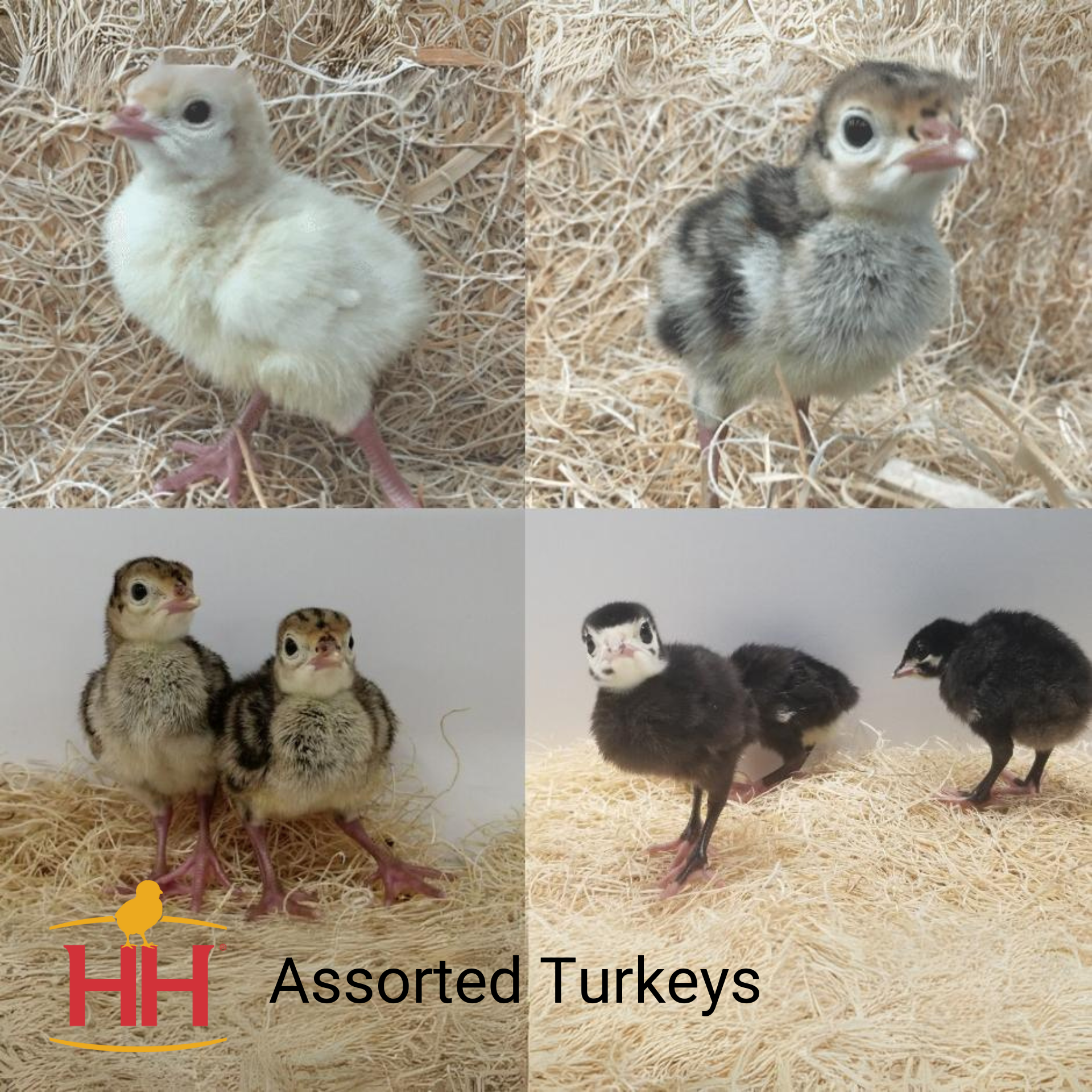 Assorted Turkeys- Straight Run | Hoover's Hatchery