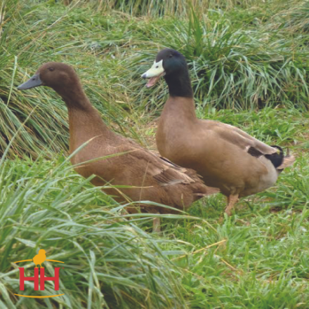 Ducks | Hoover's Hatchery