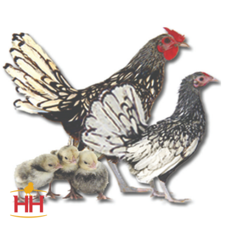Bantams | Hoover's Hatchery