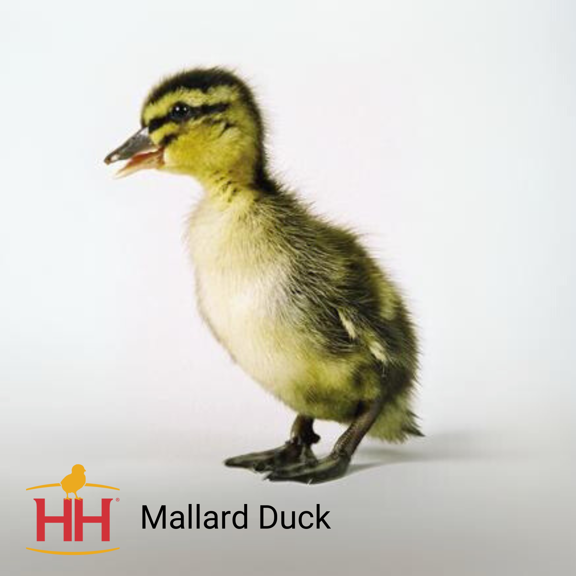 Mallard Duck- Straight Run | Hoover's Hatchery