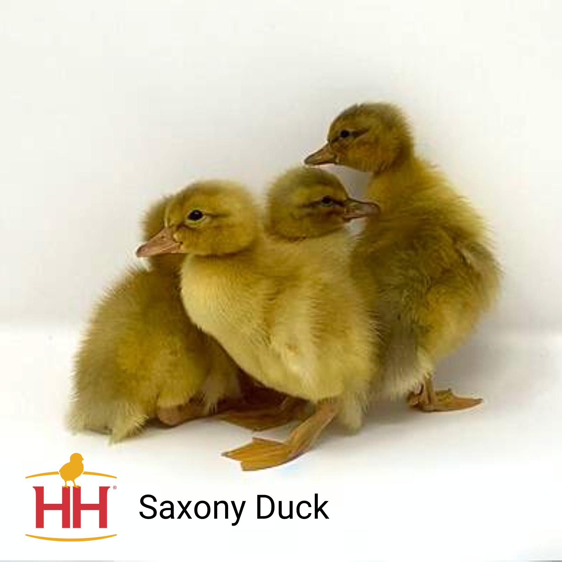 Saxony Duck- Straight Run | Hoover's Hatchery