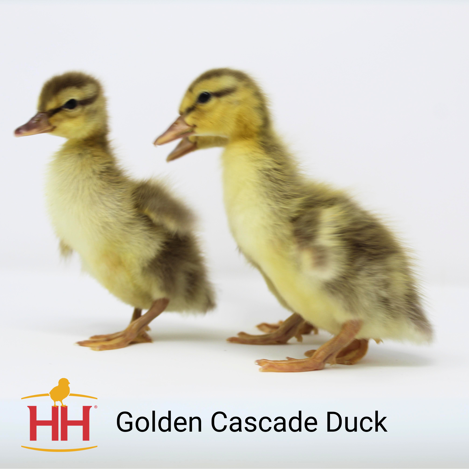 Golden Cascade Duck- Straight Run | Hoover's Hatchery