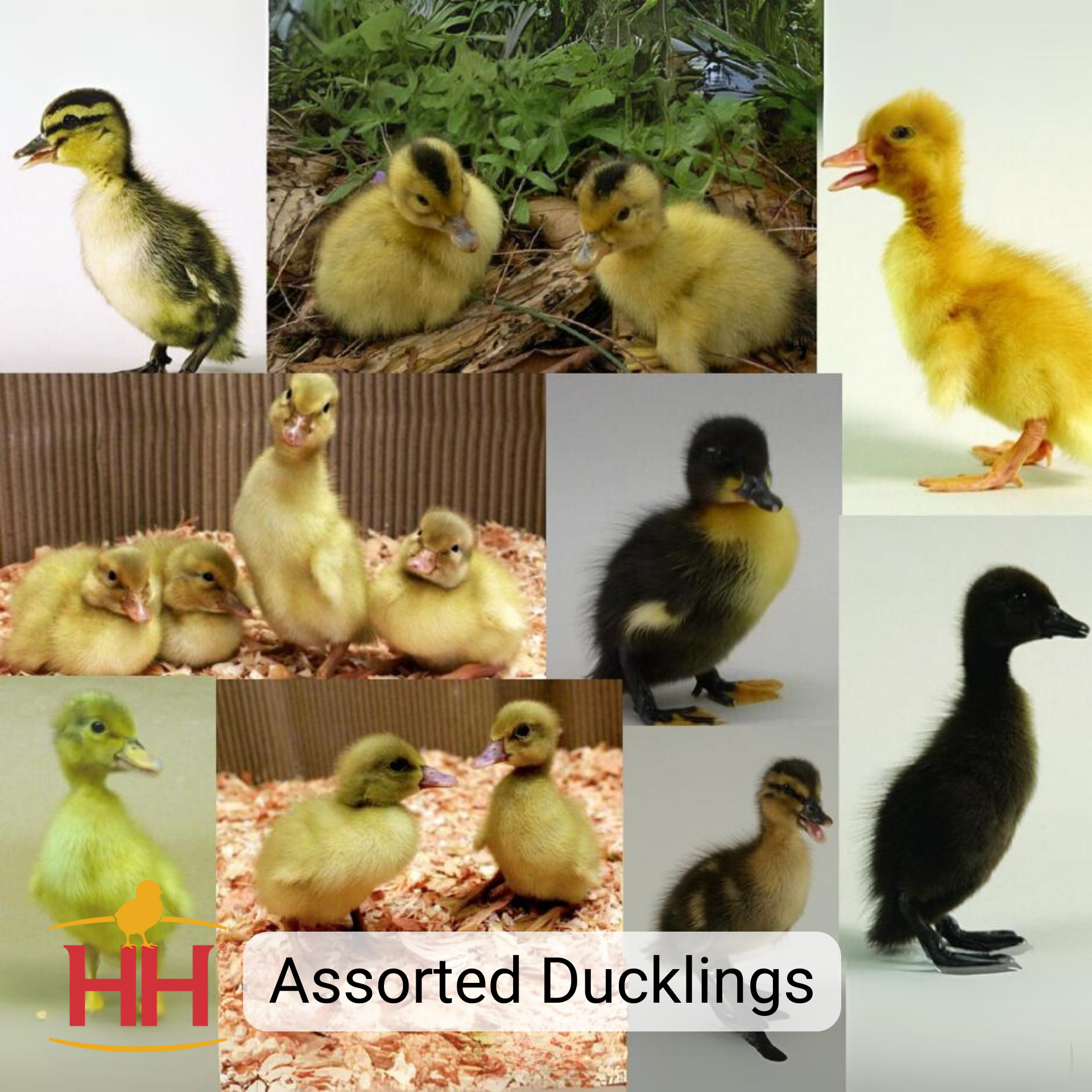 Assorted Ducks- Straight Run | Hoover's Hatchery