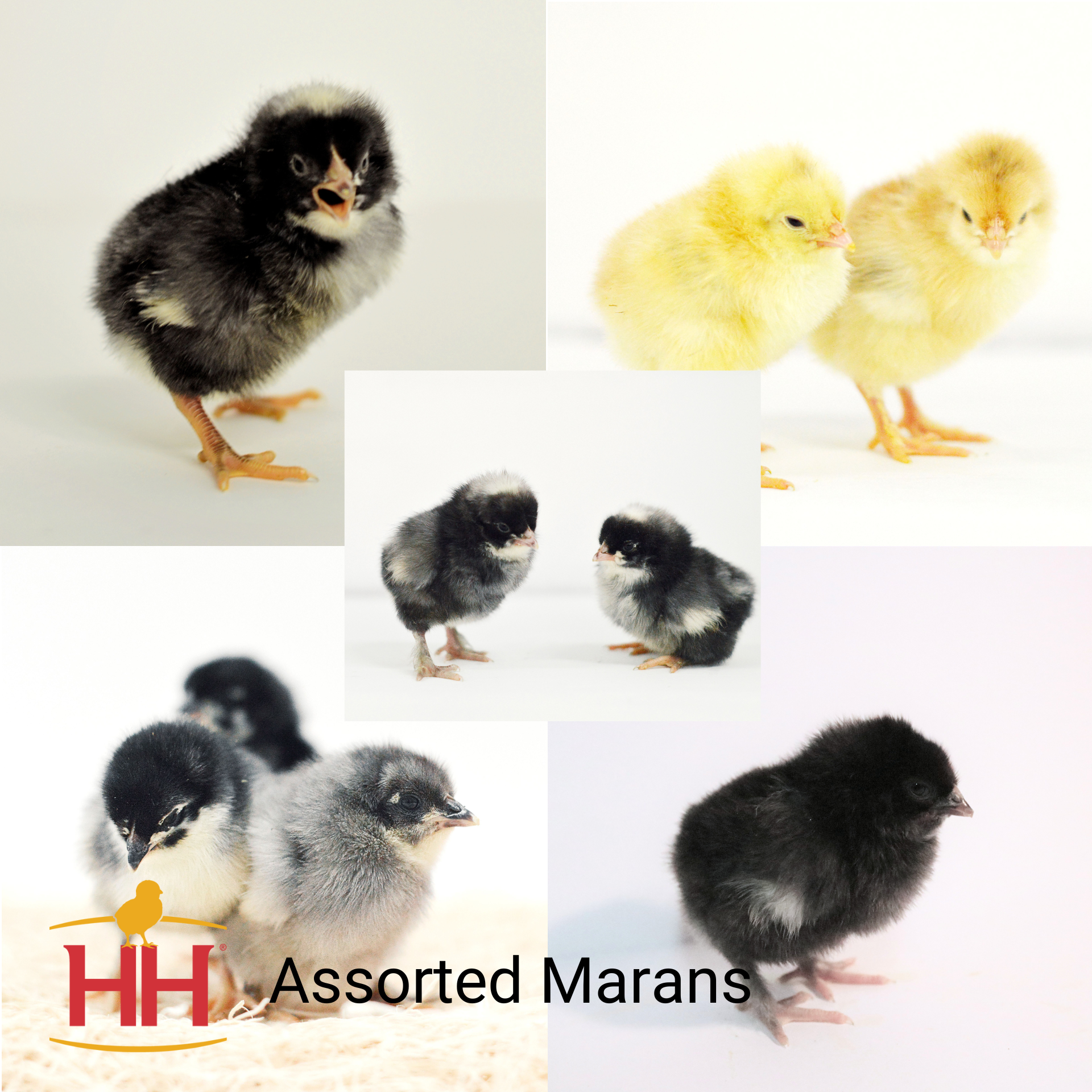 Assorted Marans | Hoover's Hatchery