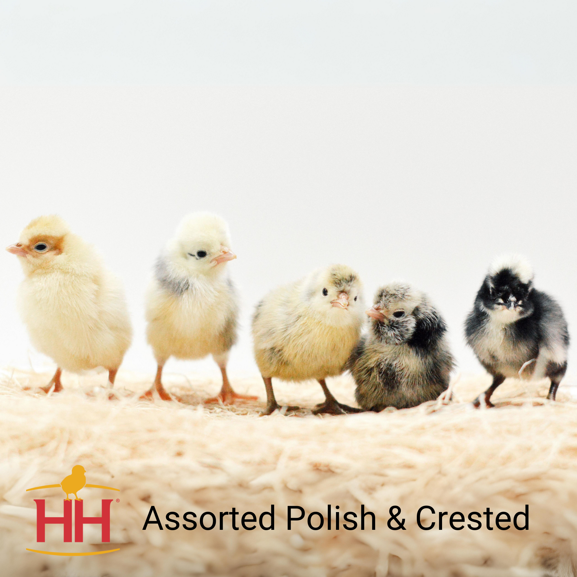 Assorted Polish and Crested | Hoover's Hatchery