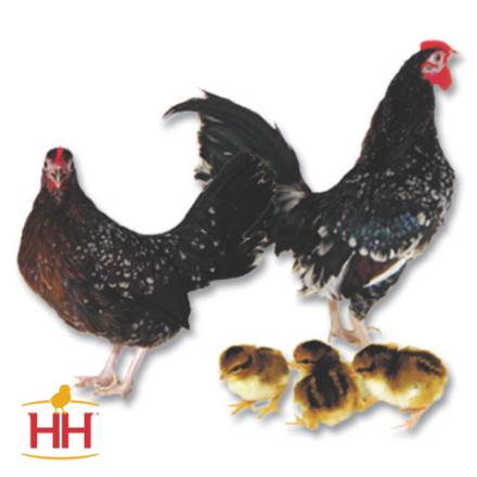 Bantams | Hoover's Hatchery