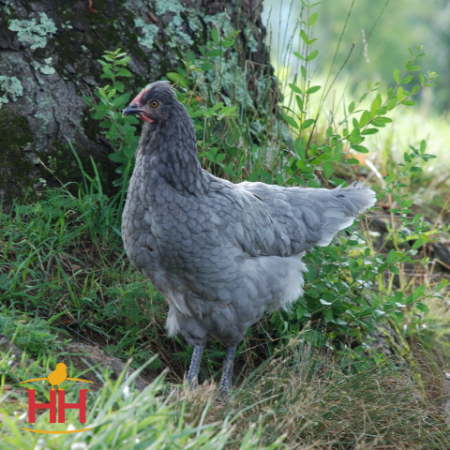Chicks | Hoover's Hatchery