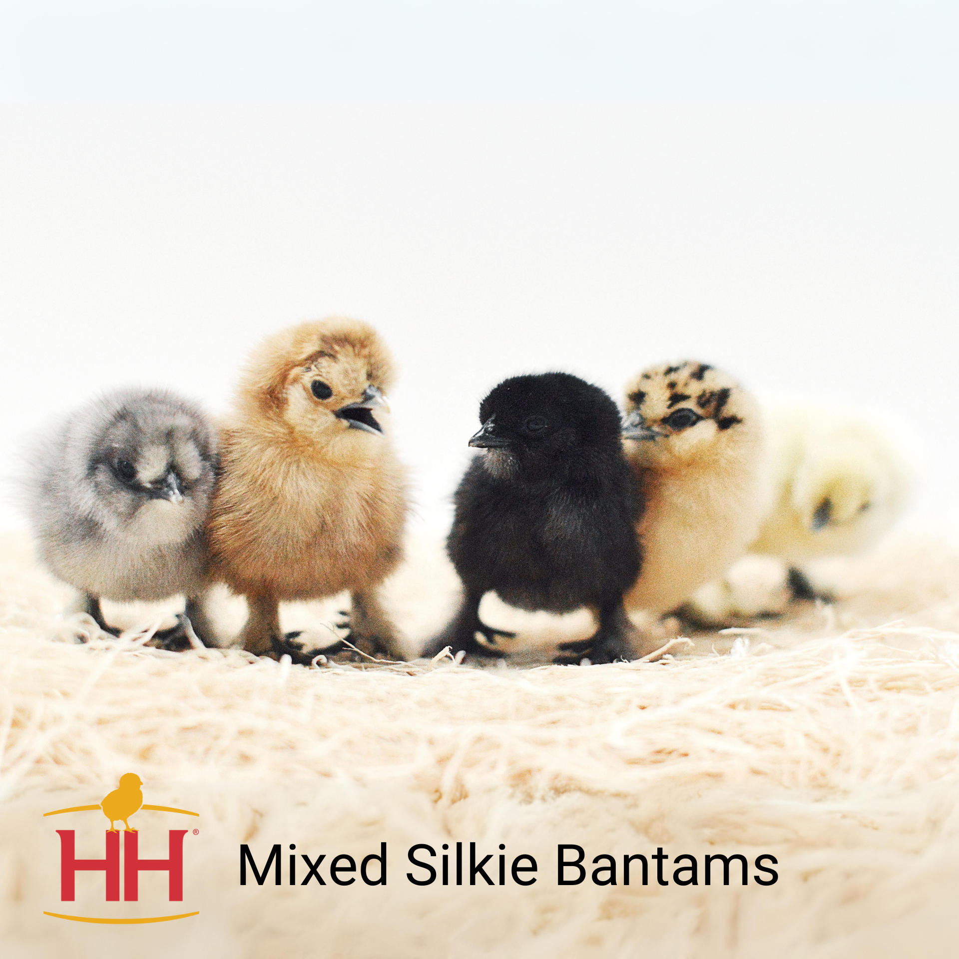 Assorted Silkie Bantams | Hoover's Hatchery