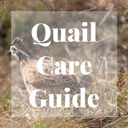 Care Guides | Hoover's Hatchery