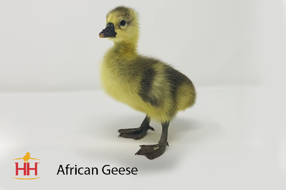 Identify My Chick | Hoover's Hatchery