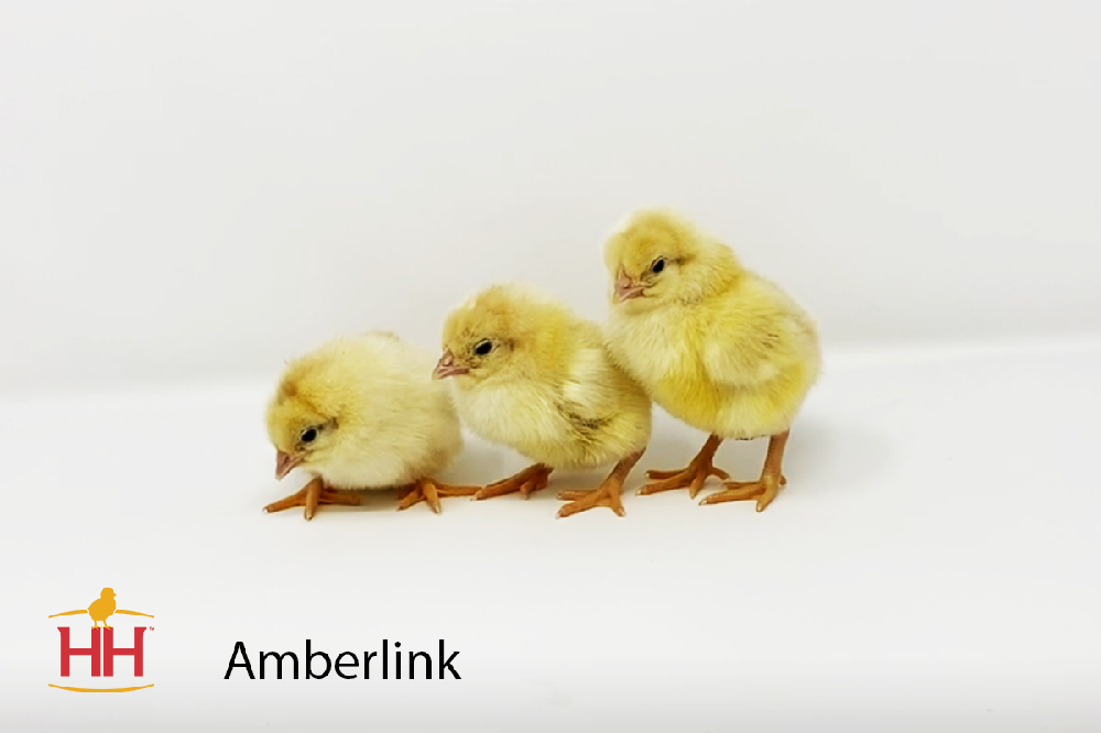 Identify My Chick | Hoover's Hatchery