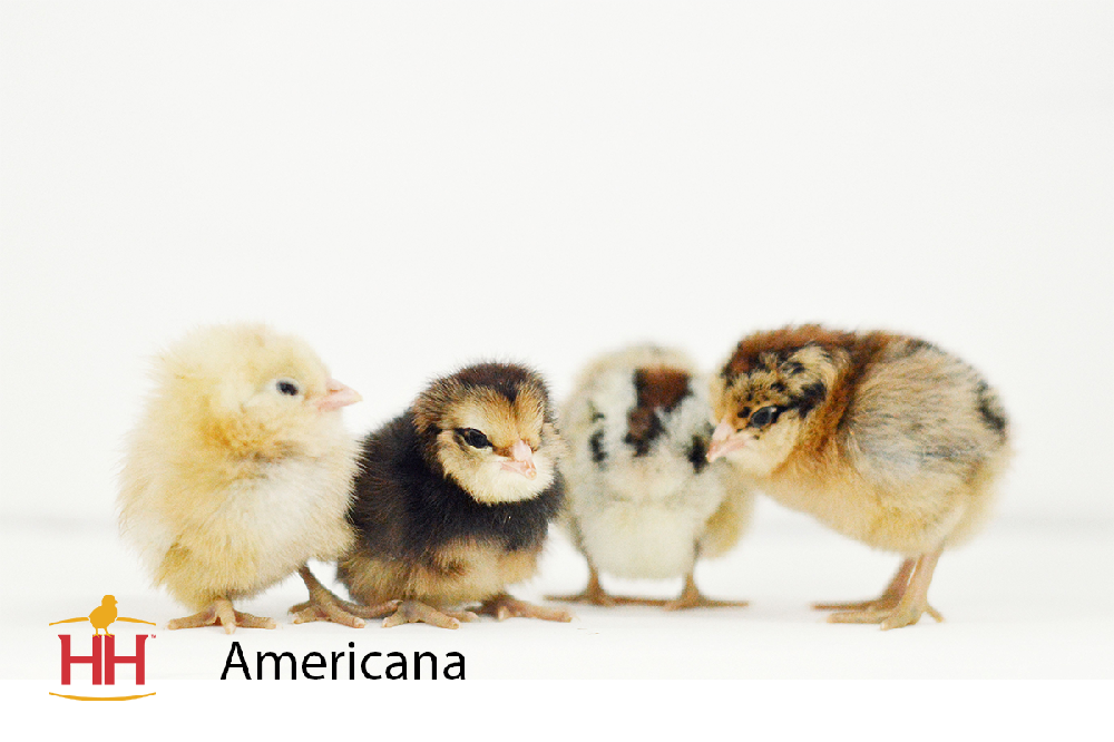 Identify My Chick | Hoover's Hatchery
