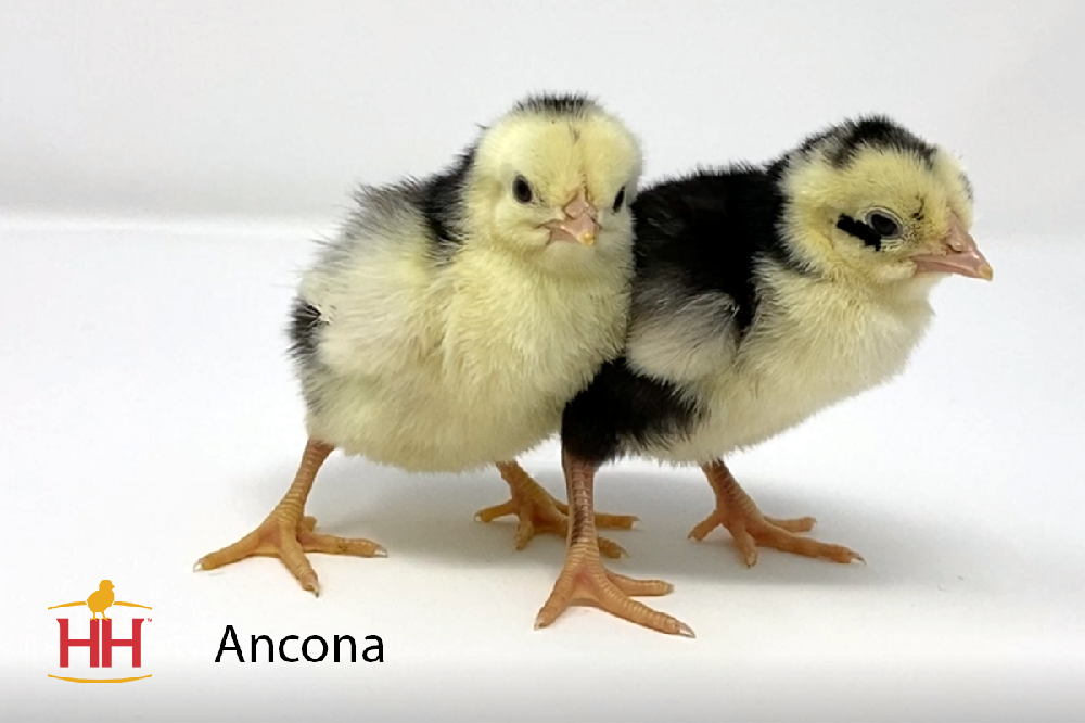 Identify My Chick | Hoover's Hatchery