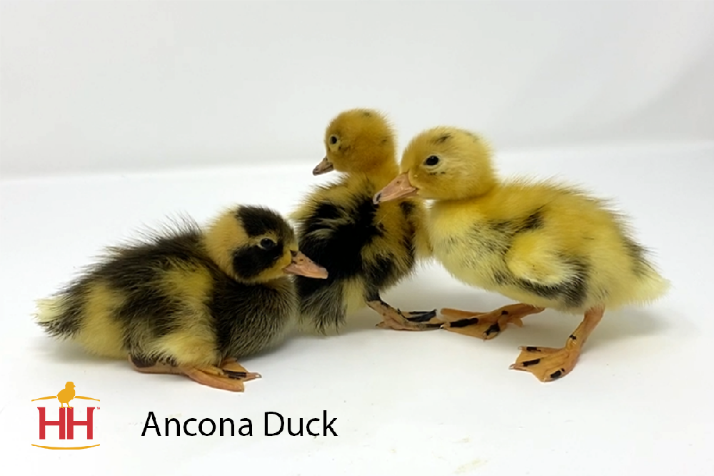 Identify My Chick | Hoover's Hatchery
