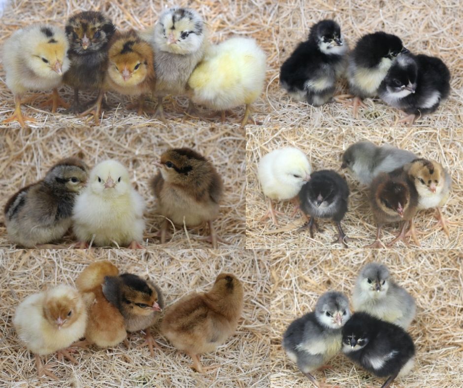Identify My Chick | Hoover's Hatchery
