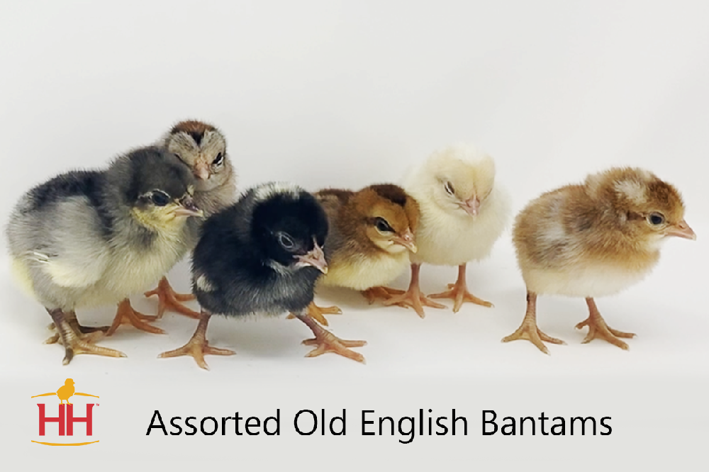 Identify My Chick | Hoover's Hatchery