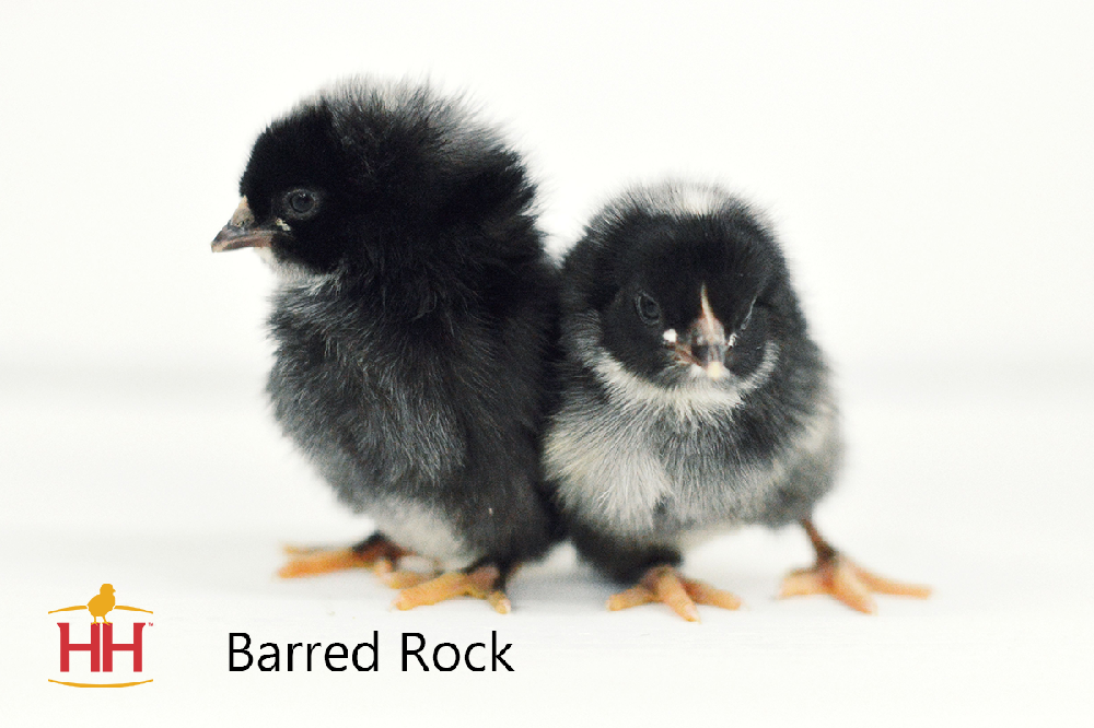 Identify My Chick | Hoover's Hatchery