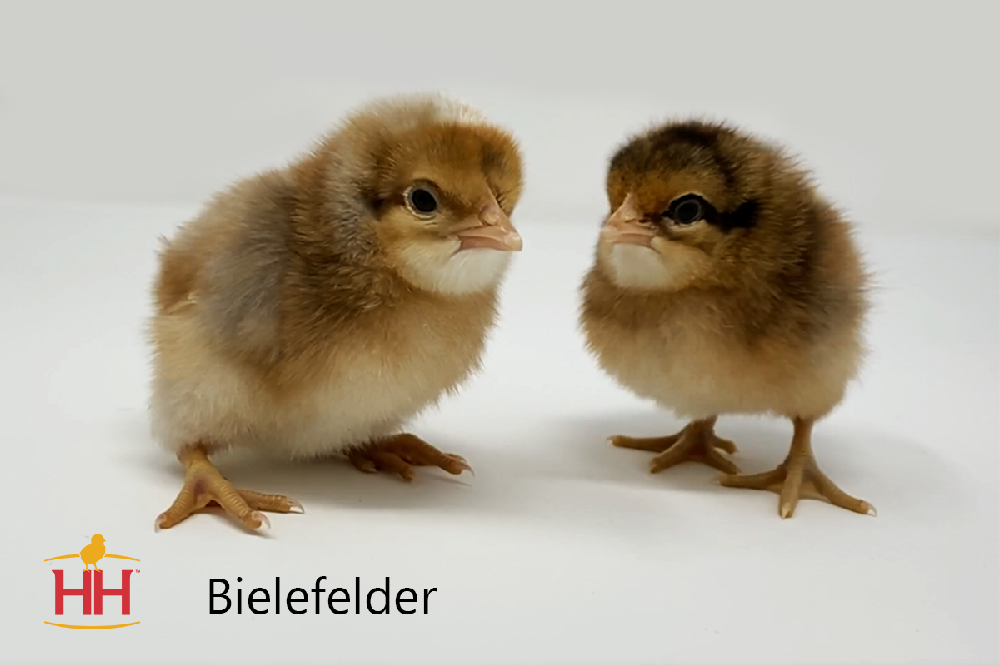 Identify My Chick | Hoover's Hatchery