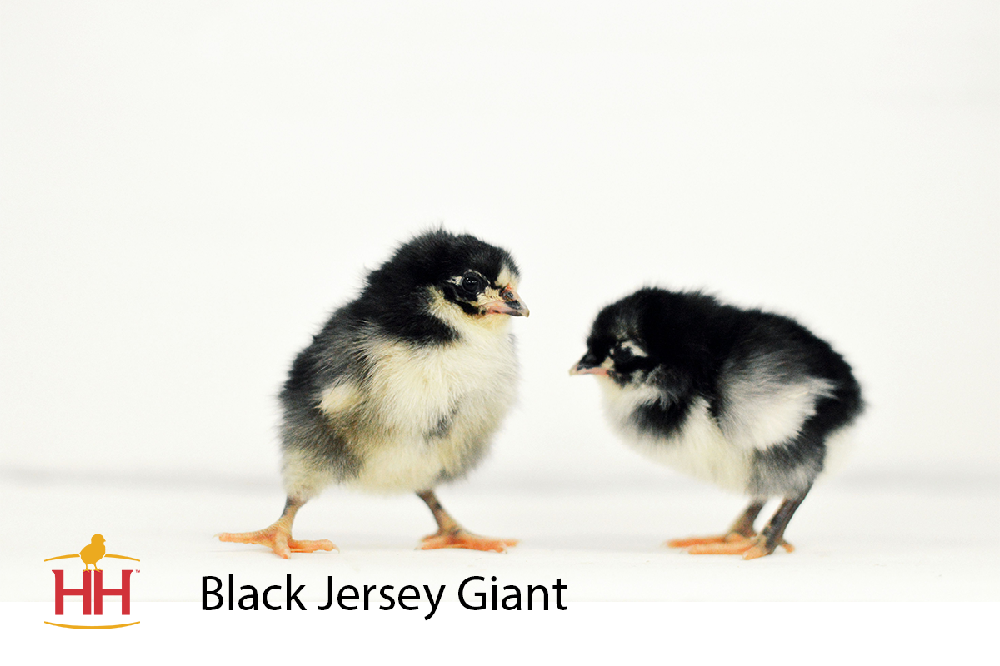 Identify My Chick | Hoover's Hatchery