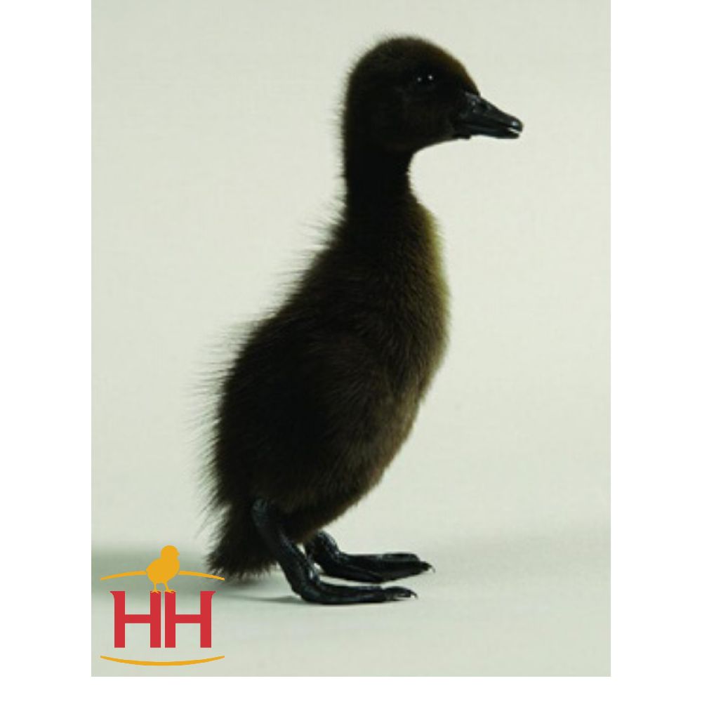 Identify My Chick | Hoover's Hatchery