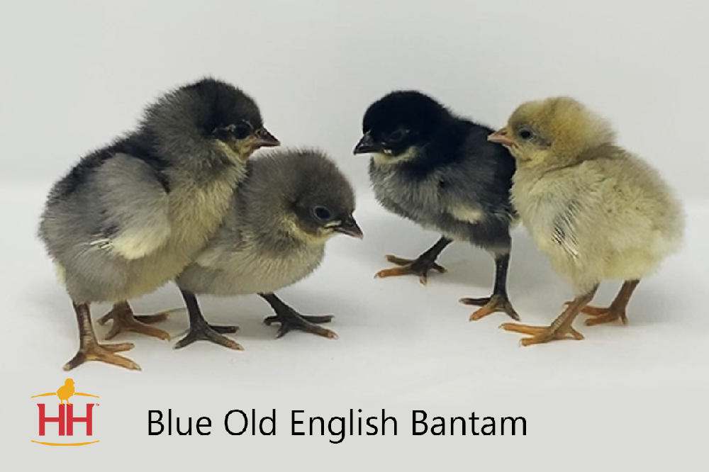 Identify My Chick | Hoover's Hatchery