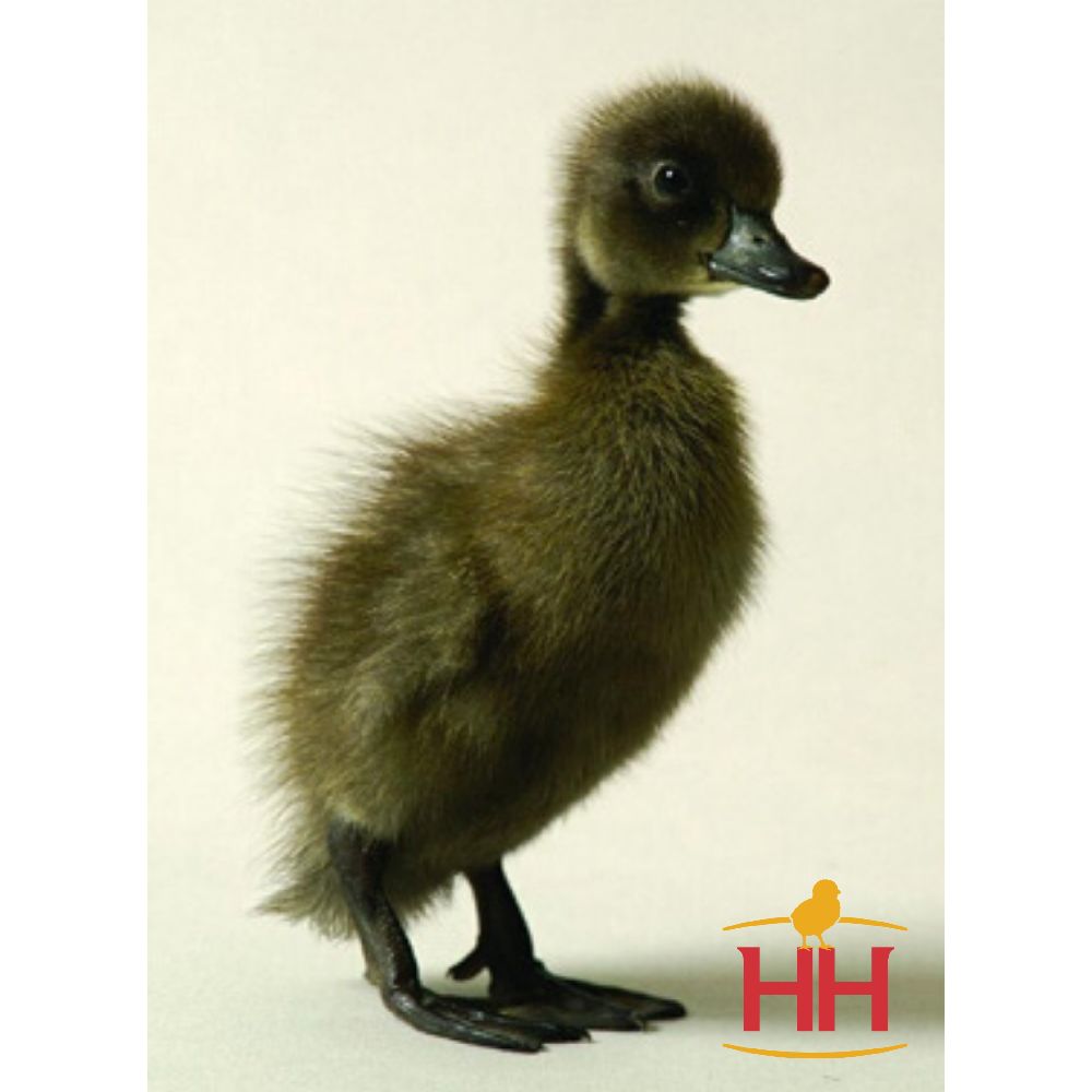 Identify My Chick | Hoover's Hatchery