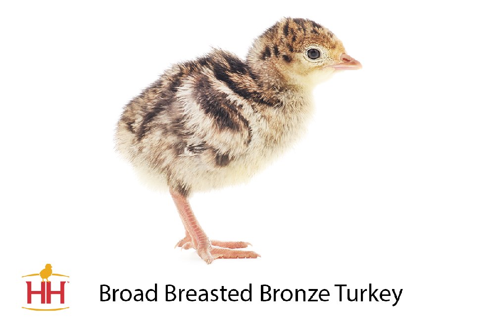 Identify My Chick | Hoover's Hatchery