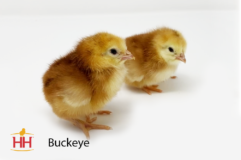 Identify My Chick | Hoover's Hatchery