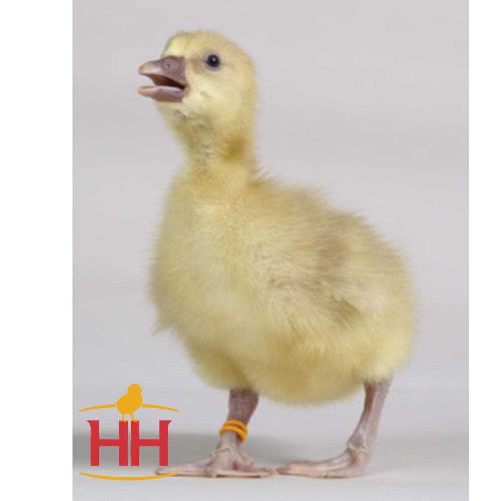 Identify My Chick | Hoover's Hatchery