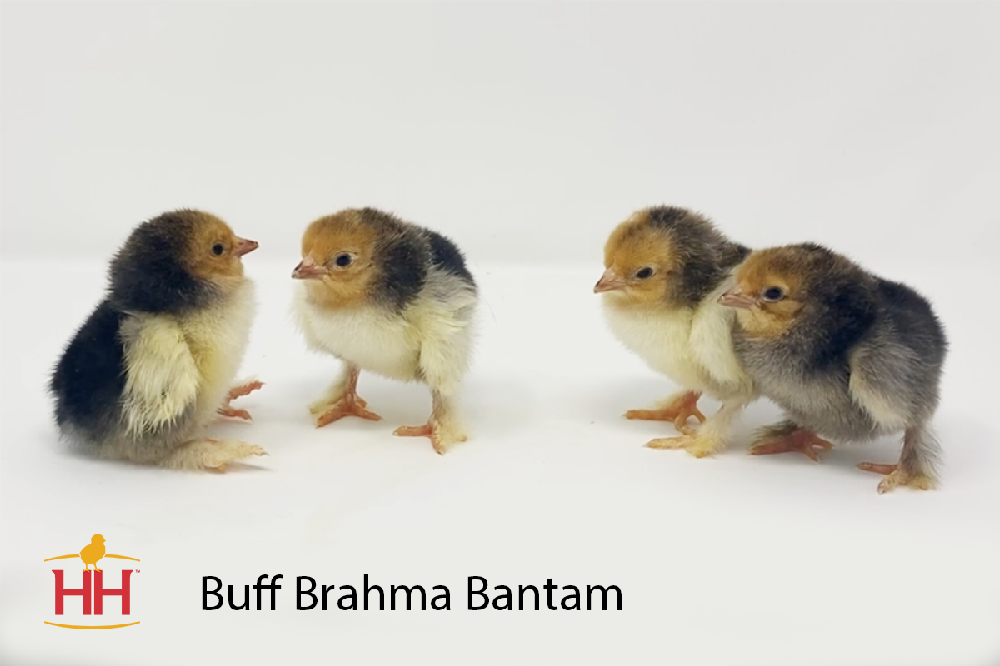 Identify My Chick | Hoover's Hatchery