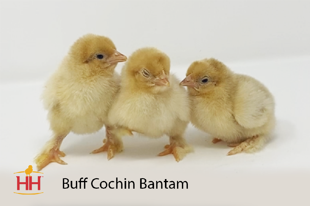 Identify My Chick | Hoover's Hatchery