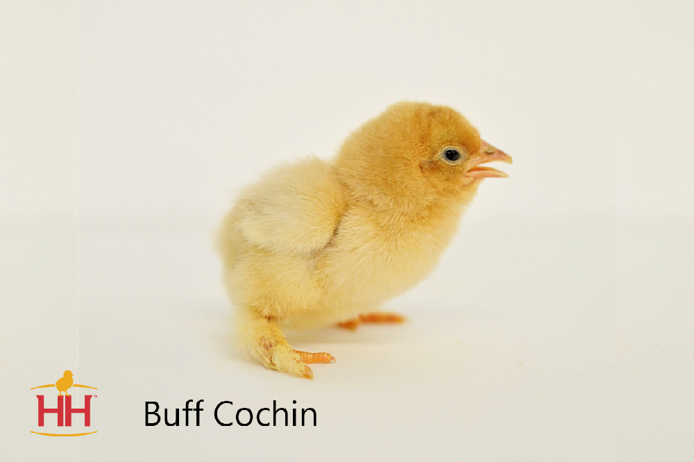 Identify My Chick | Hoover's Hatchery