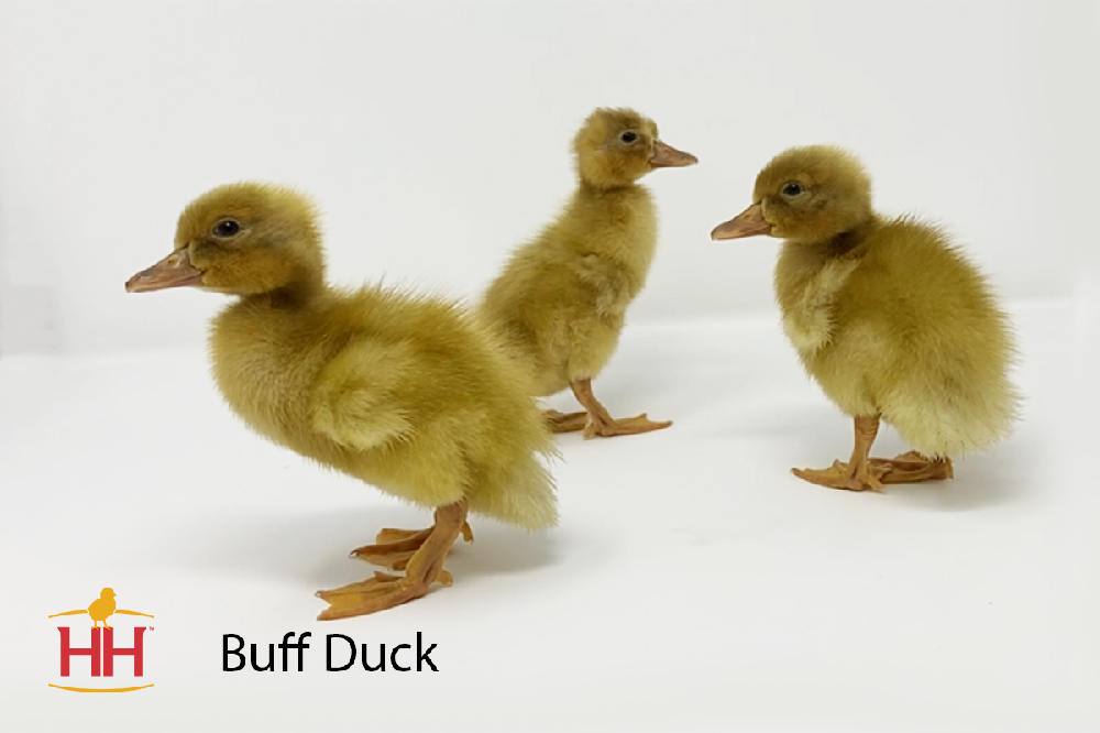 Identify My Chick | Hoover's Hatchery
