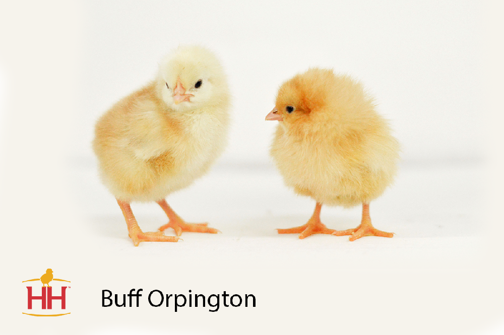 Identify My Chick | Hoover's Hatchery