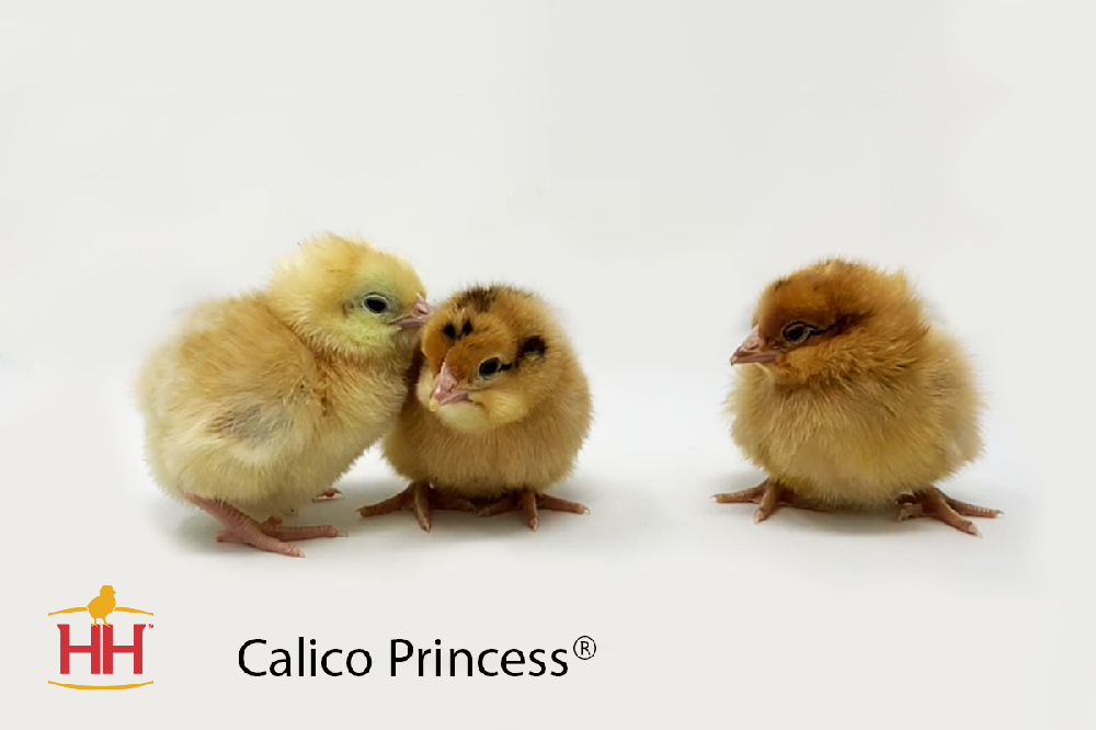 Identify My Chick | Hoover's Hatchery