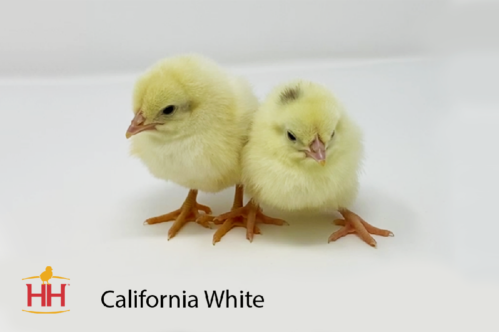 Identify My Chick | Hoover's Hatchery