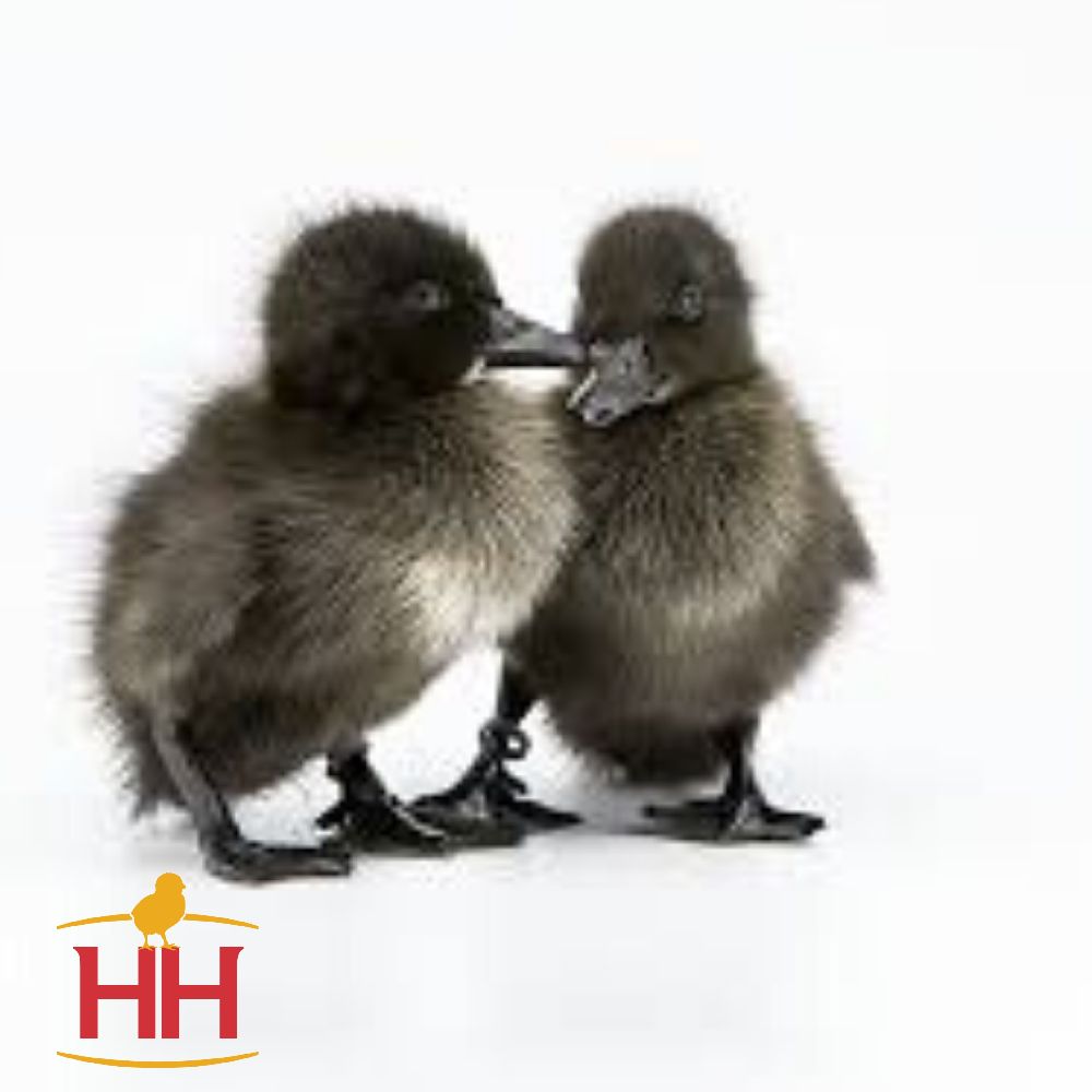 Identify My Chick | Hoover's Hatchery