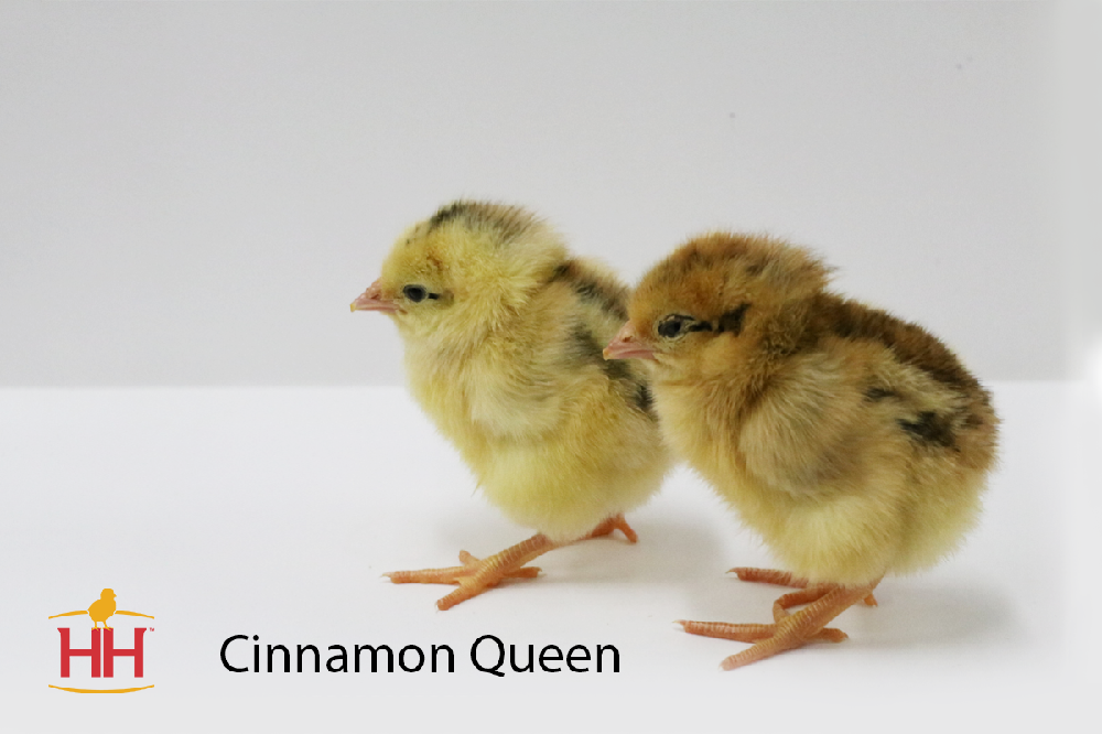 Identify My Chick | Hoover's Hatchery
