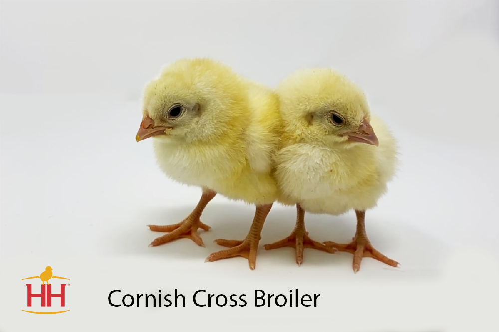 Identify My Chick | Hoover's Hatchery