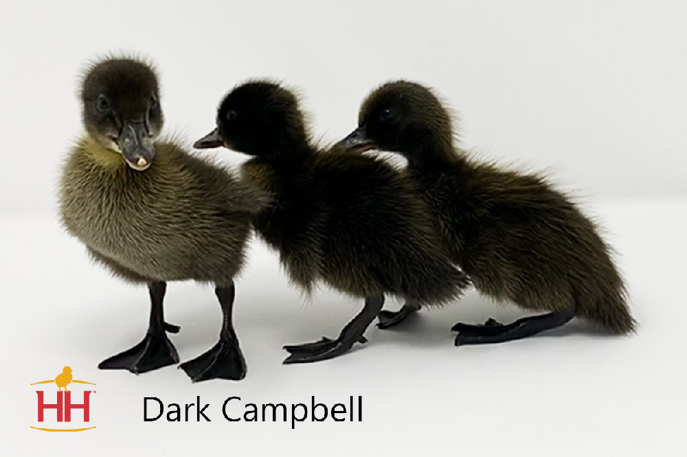 Identify My Chick | Hoover's Hatchery